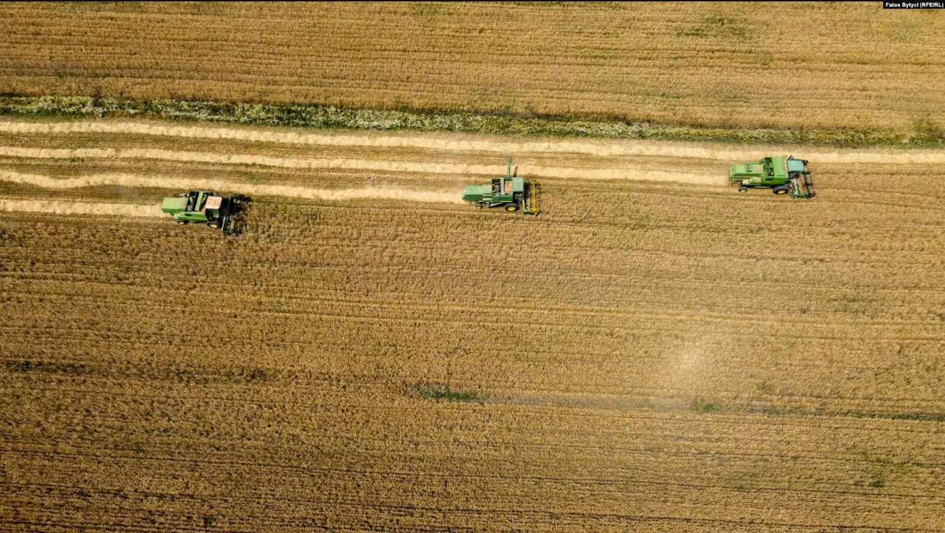 Rreth 45% më pak sasi të grurit këtë vit - GazetaBlic