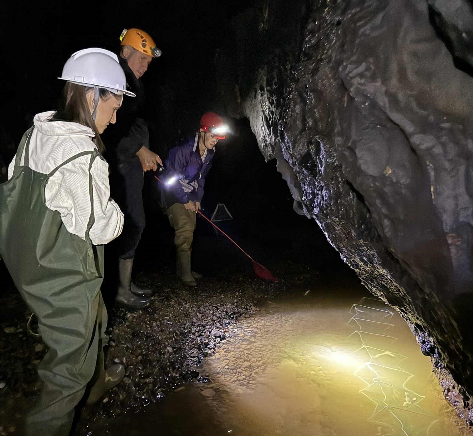 Përhapja e gaforres së kuqe në ujërat nëntokësorë të Kosovës, AMMK-ja ...