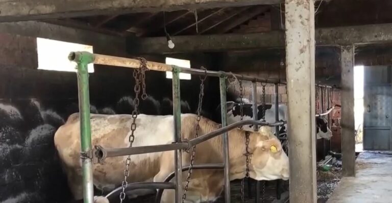 Alarm në Klinë, fermeri dyshon te gjedhët e blera nga Franca - pesë ...